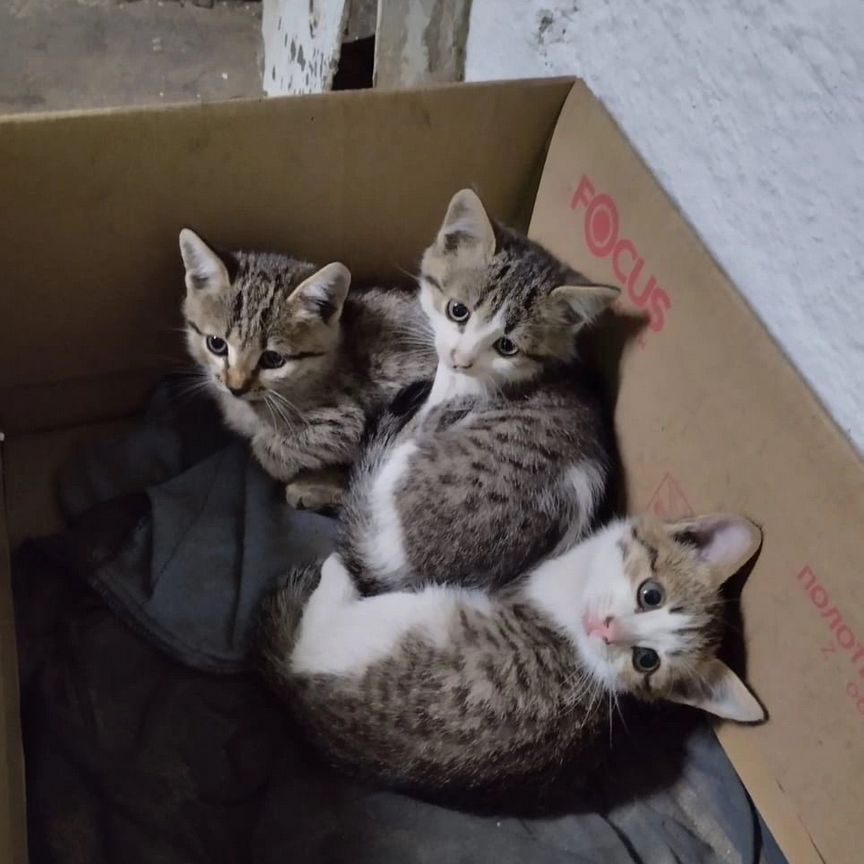 Котята в добрые руки