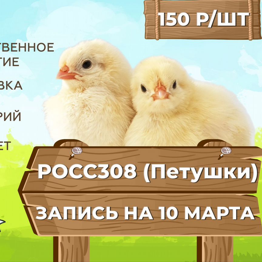 Цыплята суточные бройлер росс308 доставка
