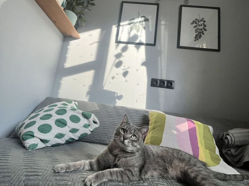 Кот Френк ищет дом