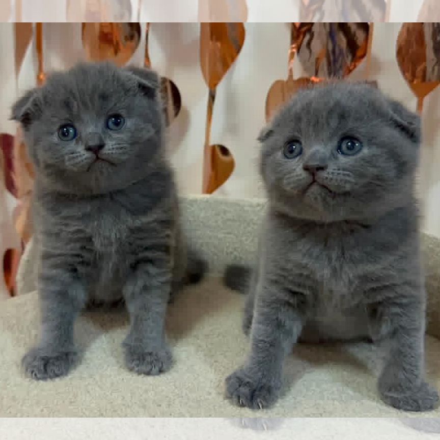 Шотландский вислоухий короткошёрстный котёнок
