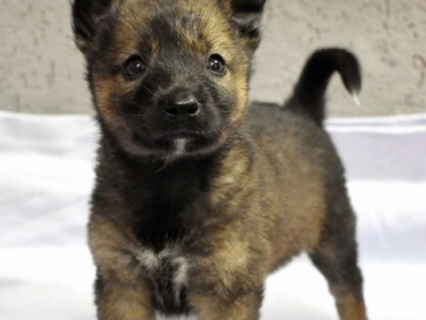 Маленькая, да удаленькая