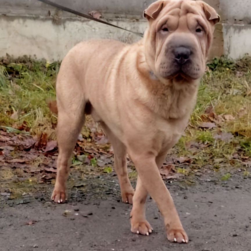 Шарпей, взрослая собака