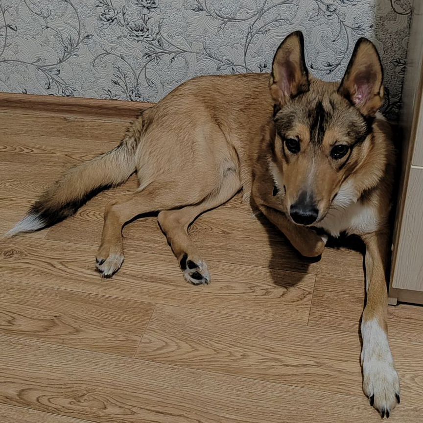 Отдам в добрые руки