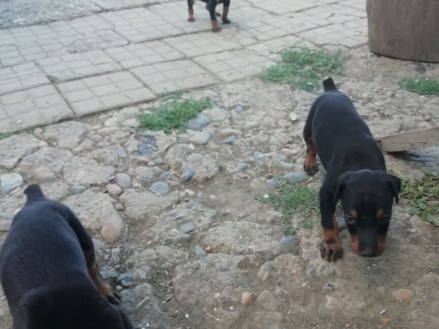 Щенки добермана