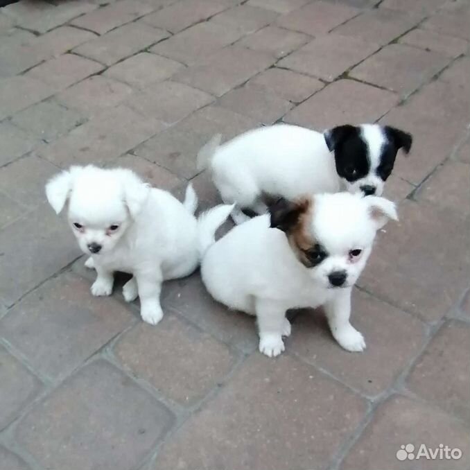 Крошки чихуахуа