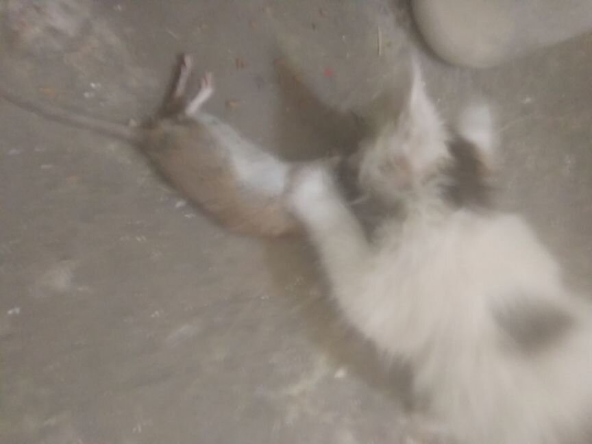 Котята от кошки -крысоловки