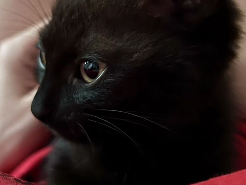 Котик ищет дом