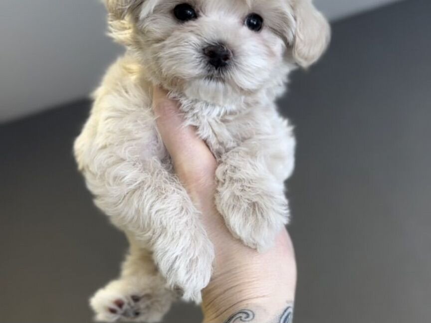 Мини девочка мальтипу