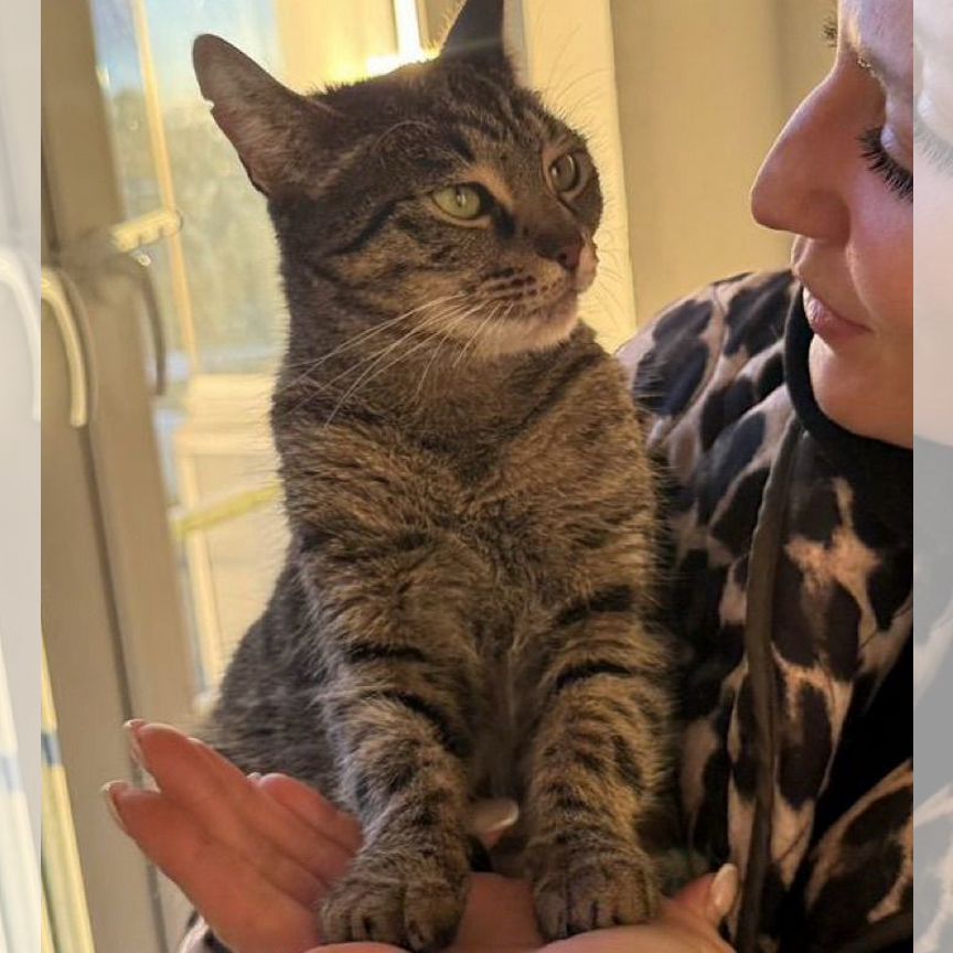 Бенгальская кошка, взрослая