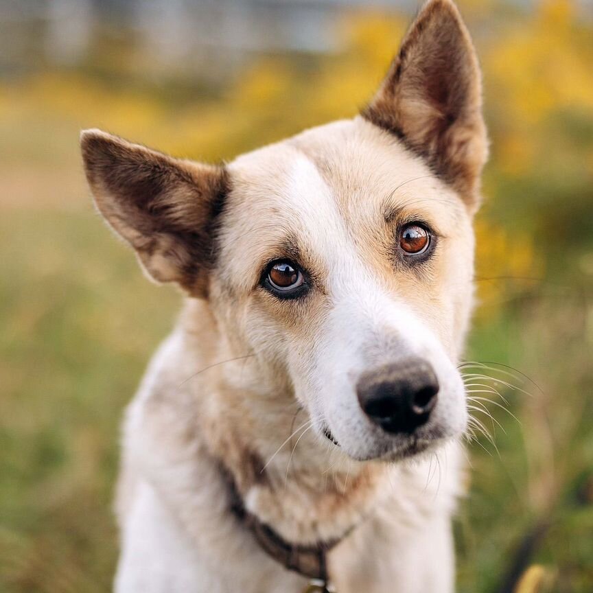 Ласковая собака Белка в добрые руки
