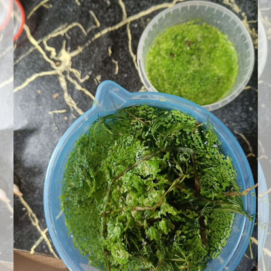 Отдам ряску и роголистник