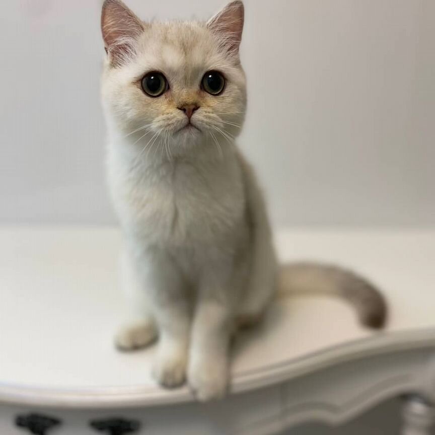 Шотландский котик