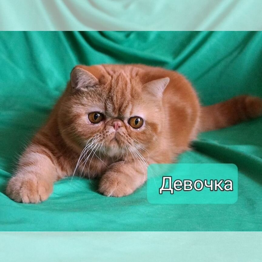 Экзотический короткошёрстный котёнок