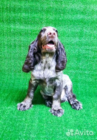 Русский охотничий спаниель