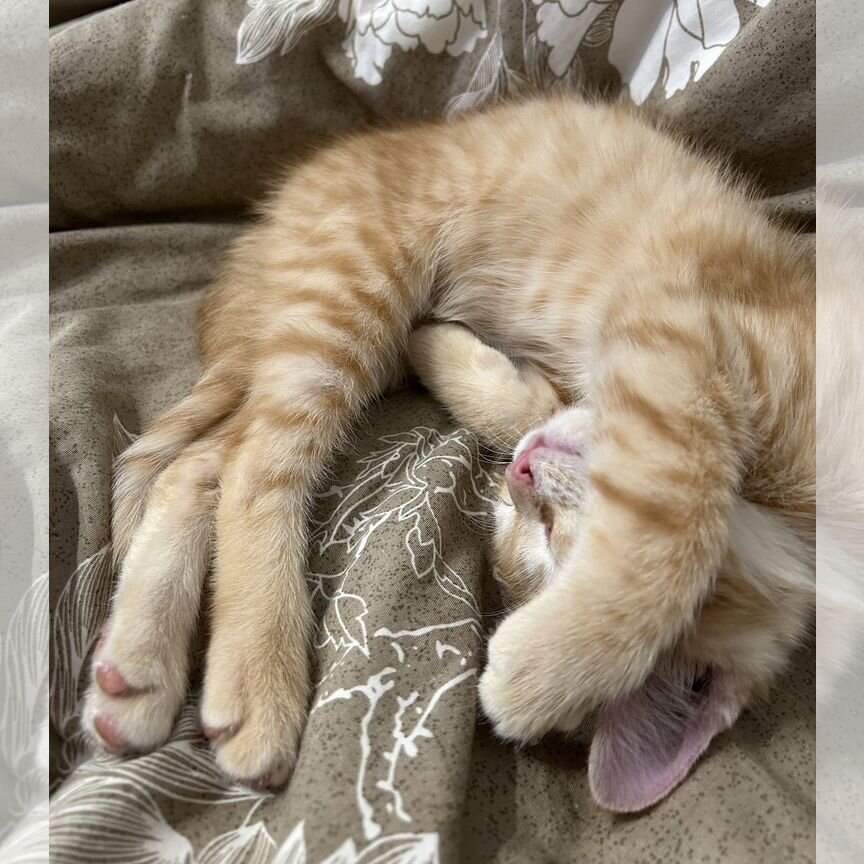 Котики бесплатно в добрые руки