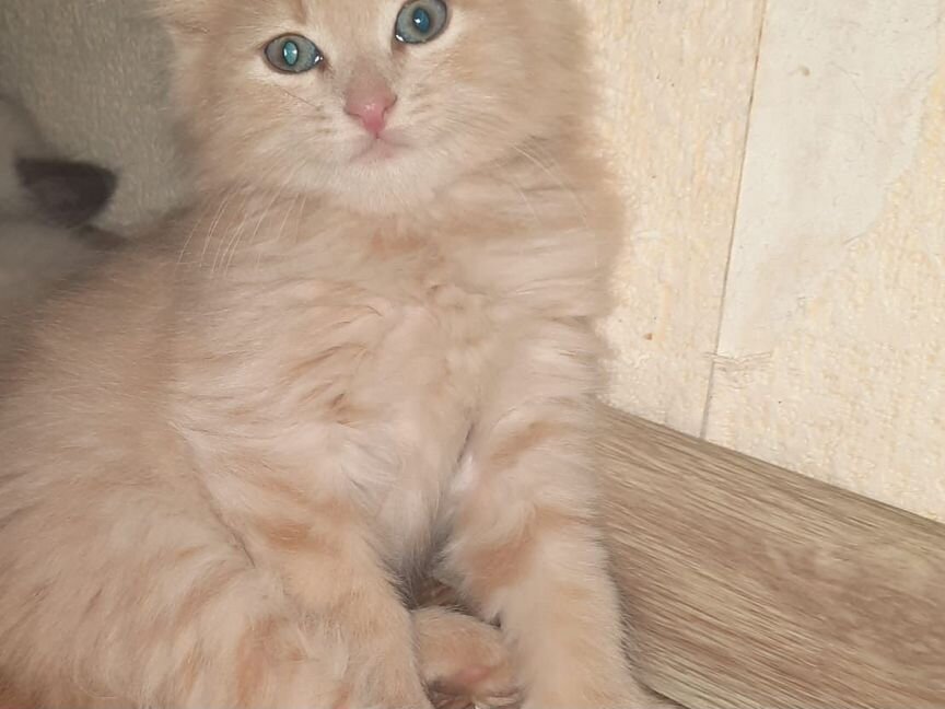 Рыжий комочек по кличке Лева ищет дом