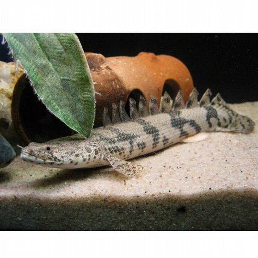 Полиптерус эндлихера