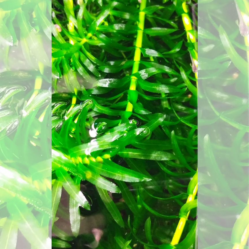 Отдам излишки аквариумных растений