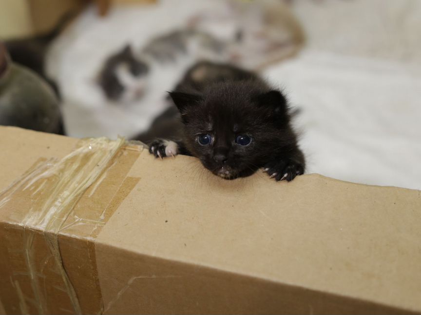 Котята метисы