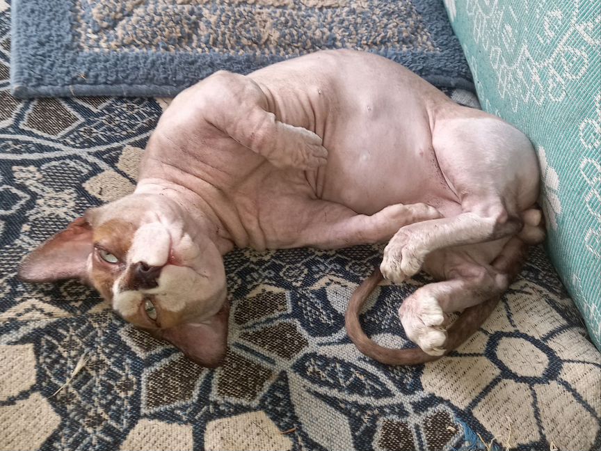 Кот бамбино