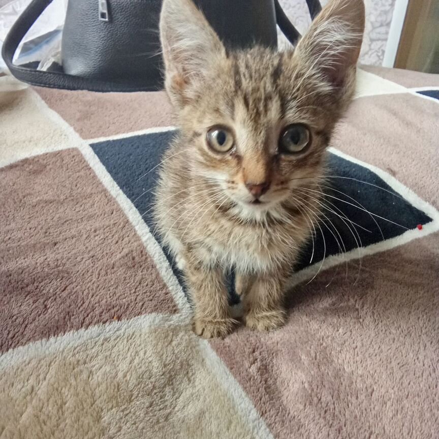 Отдам кота в добрые руки