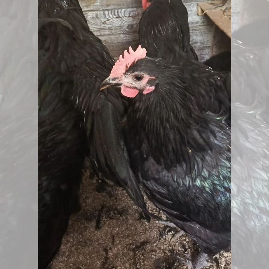 Петух Австралорп черно-пестрый