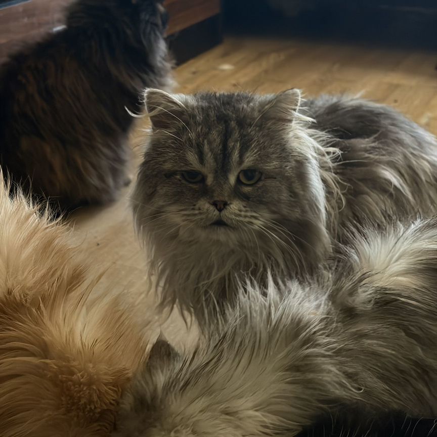 Взрослая, кошка в добрые руки