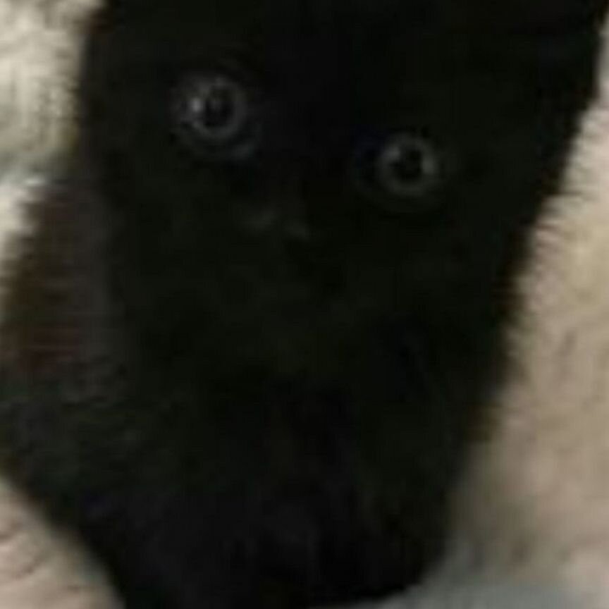 Котята в добрые руки бесплатно