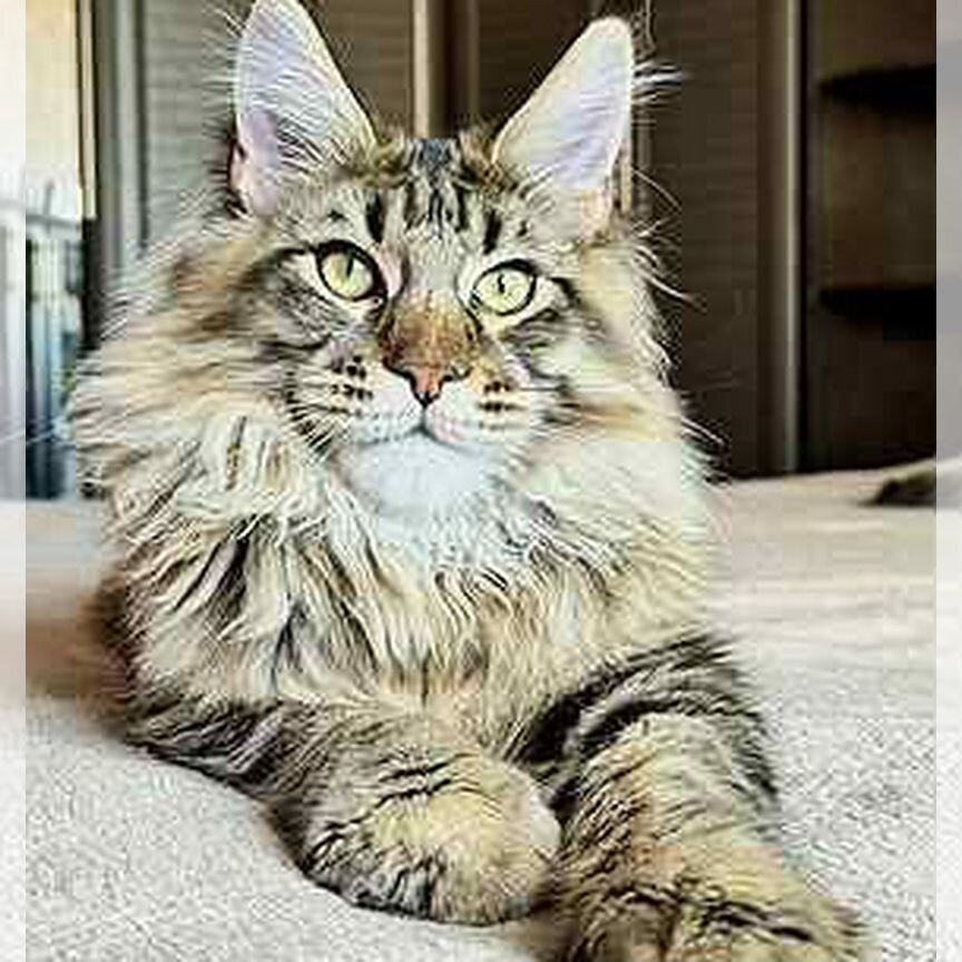 Мейн-кун, взрослый кот