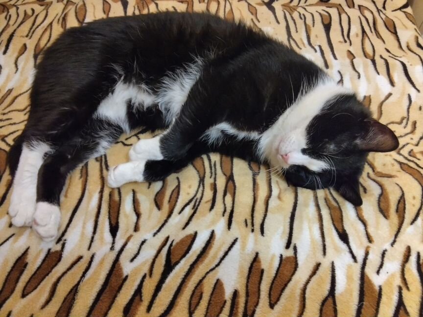 Ласковое чудо в добрые руки