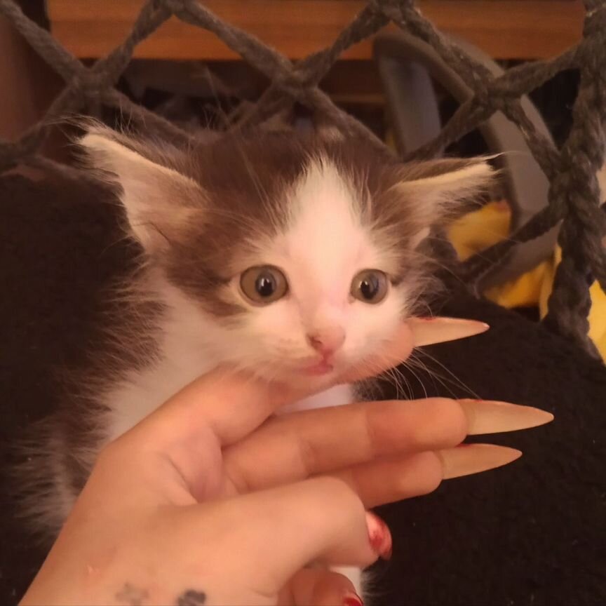 Продам котят