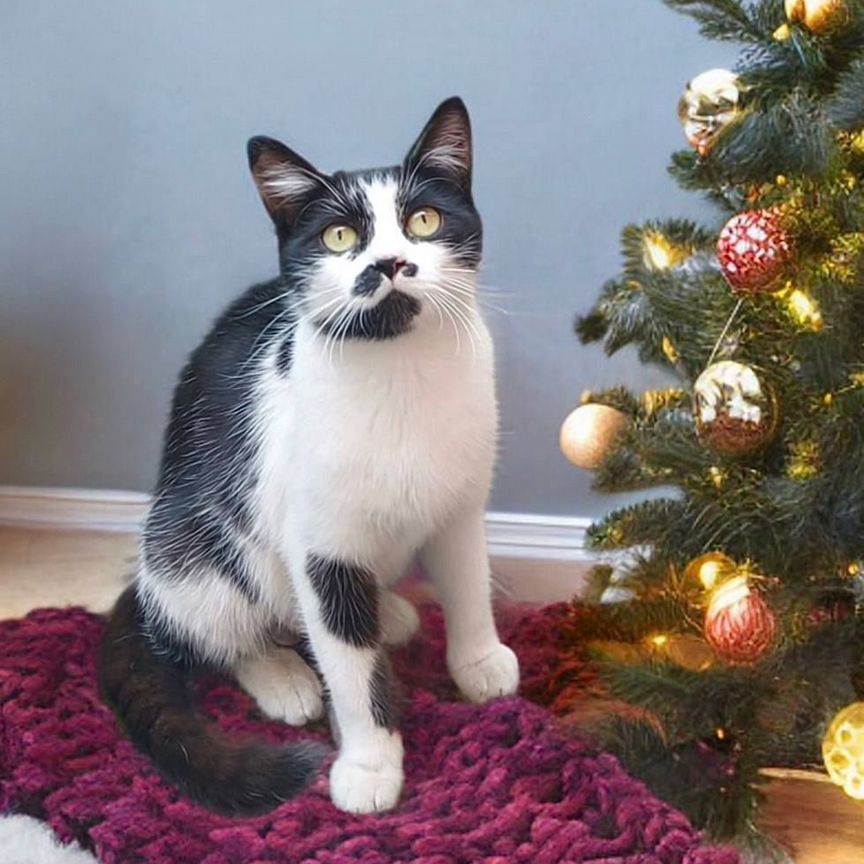 Буся из под машин. Нужен дом. Ей некуда идти