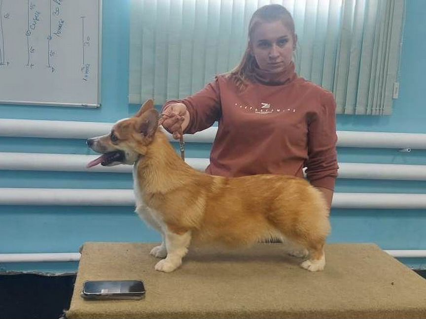 Девочка корги пемброк