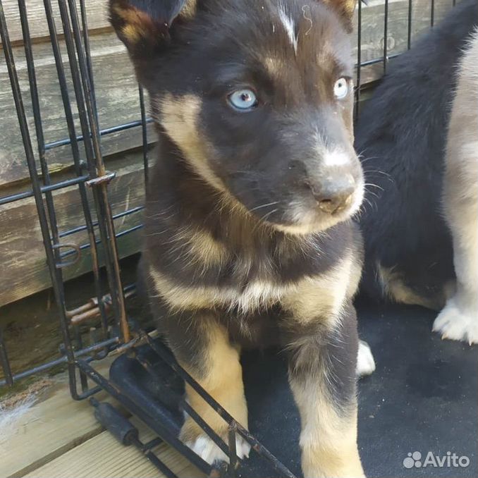 Малу. Метис хаски с голубыми глазами