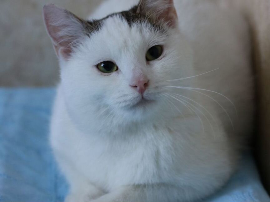 Милый котик ищет ответственного хозяина