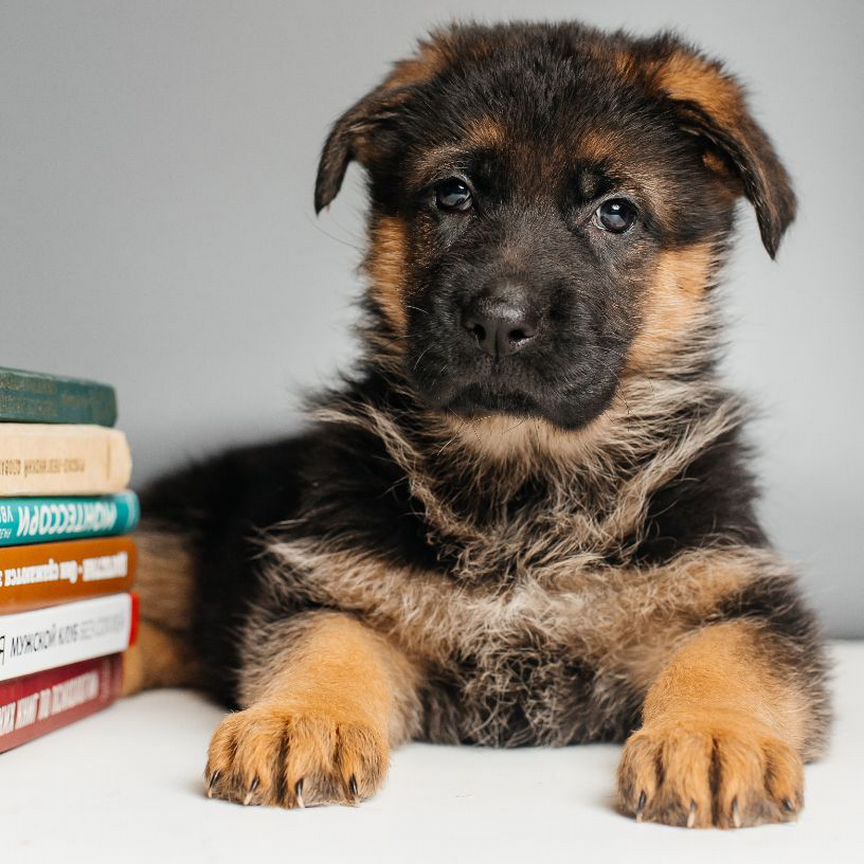 Щенки немецкой овчарки из питомника