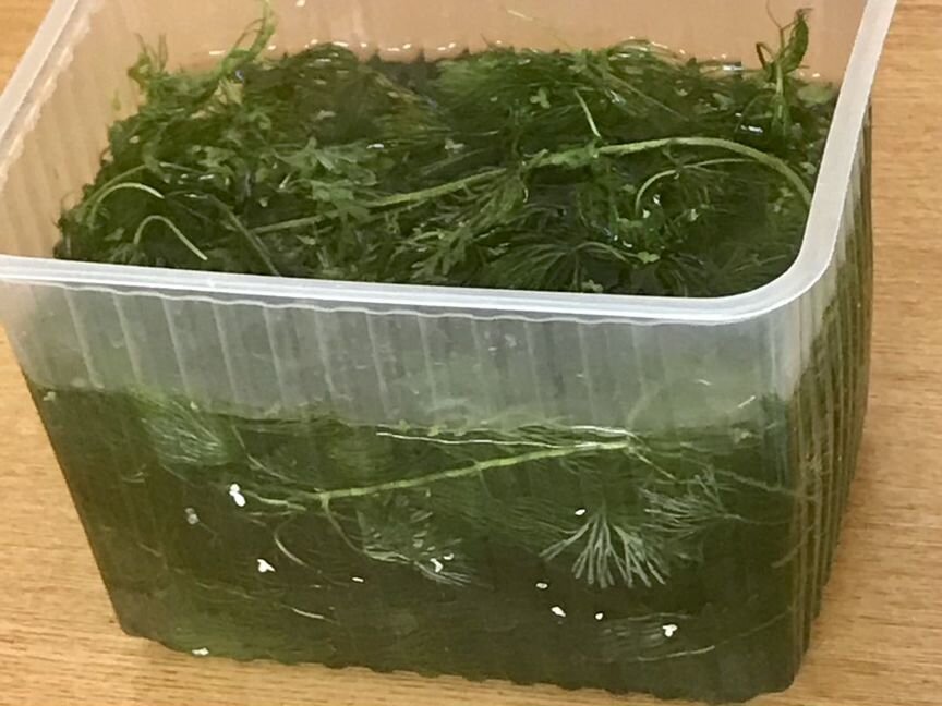 Растения для аквариума бесплатно прополка