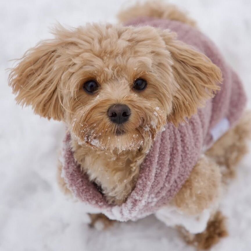 Мальтипу, щенок