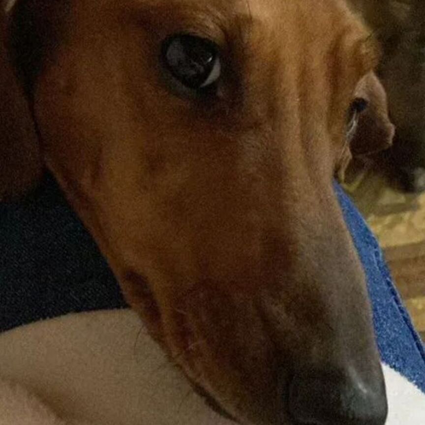 Собака в добрые руки отдам бесплатно