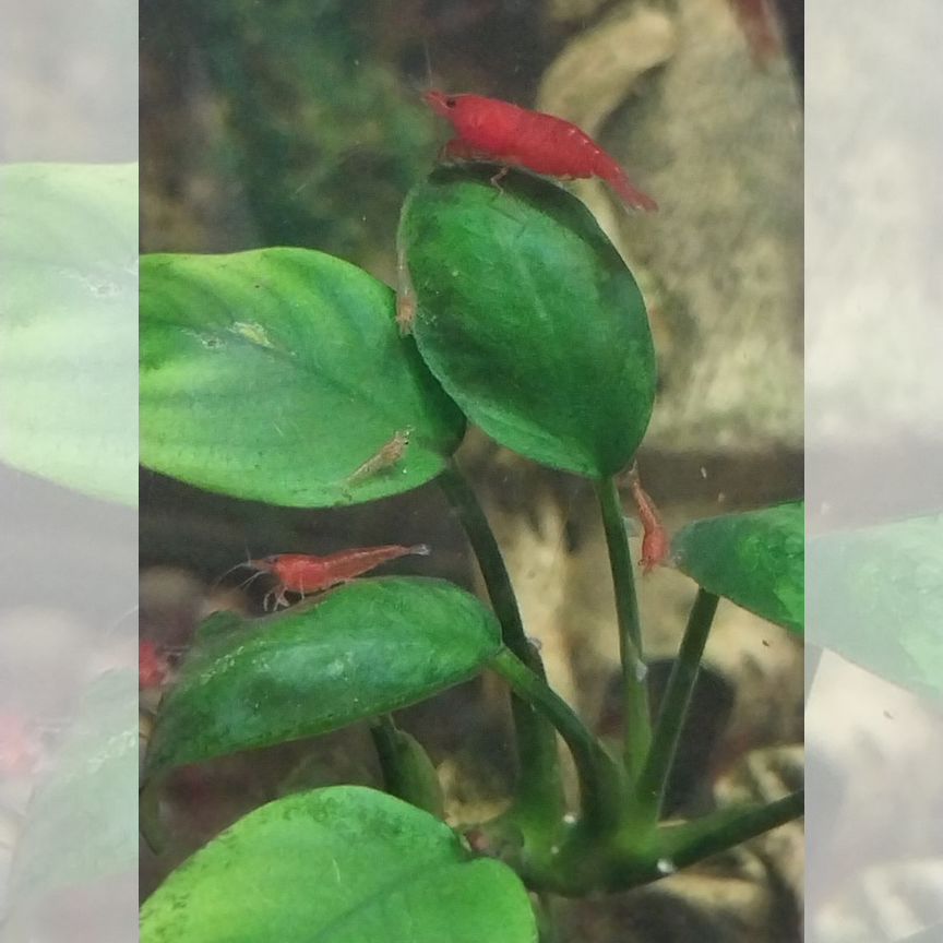 Аквариумные креветки вишня