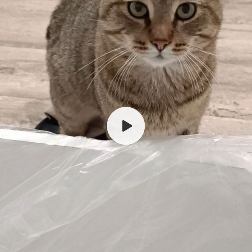 Отдам кота в добрые руки