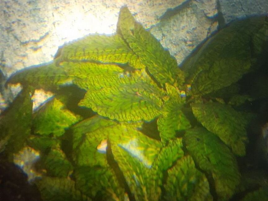 Криптокорина нури