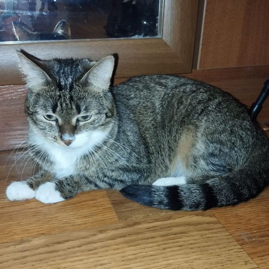 Миниатюрная игривая кошка ищет новый дом