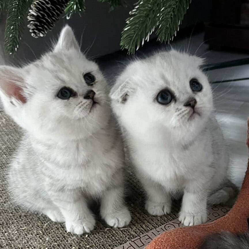 Шотландский вислоухий короткошёрстный котёнок