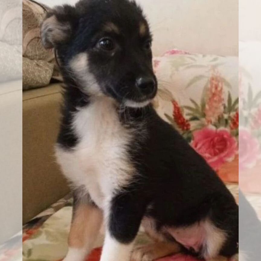 Щенок в добрые руки