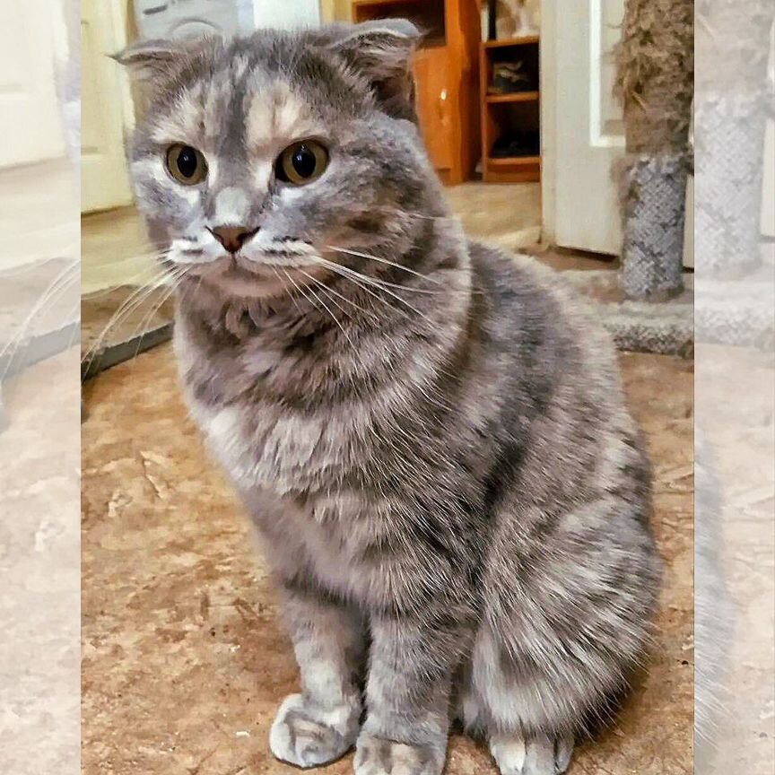 Кошка