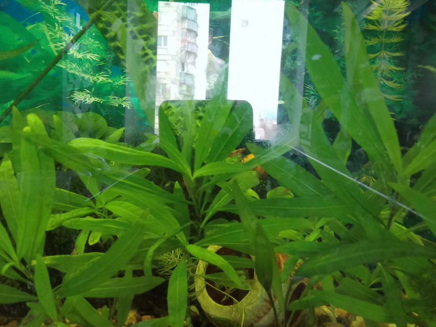 Аквариумное растение