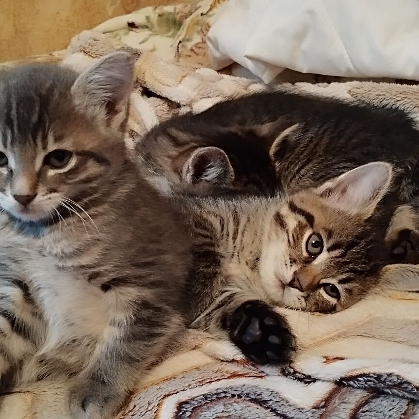 Котята