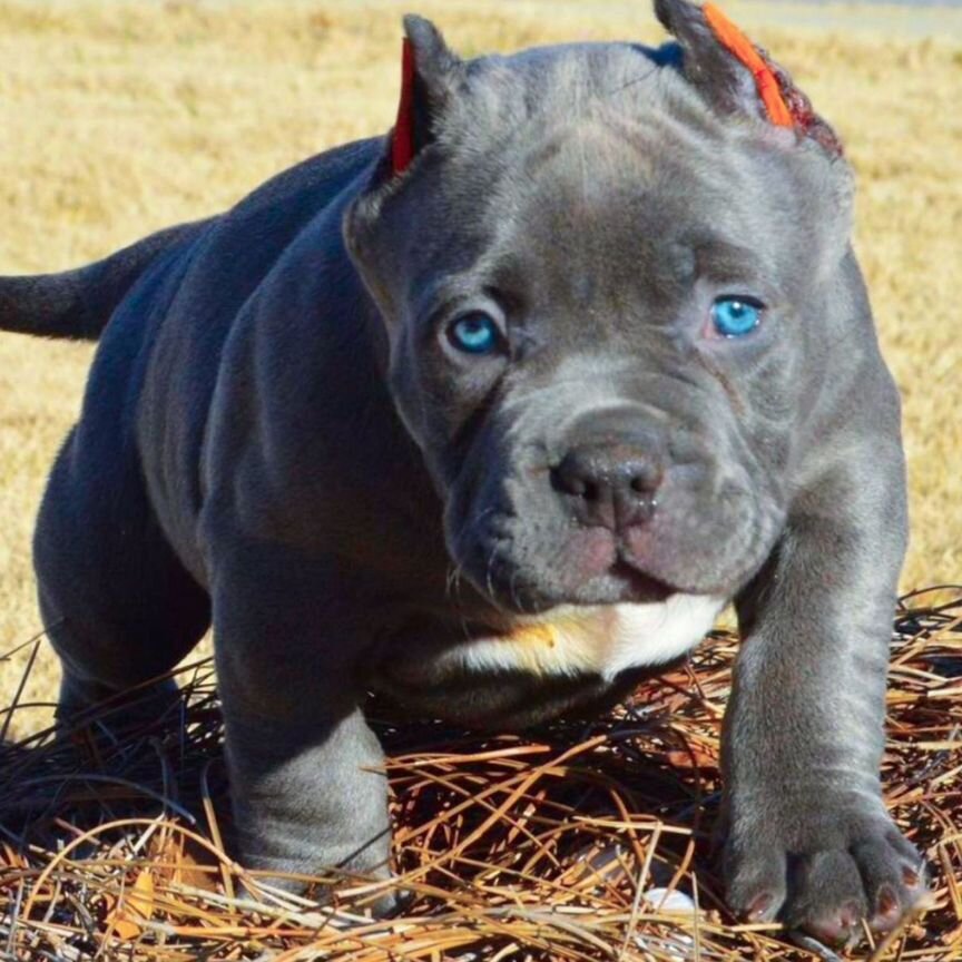 Американский булли, щенок