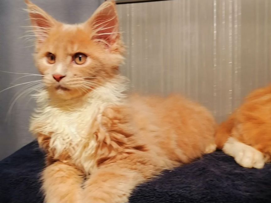 Котята мейн-кун